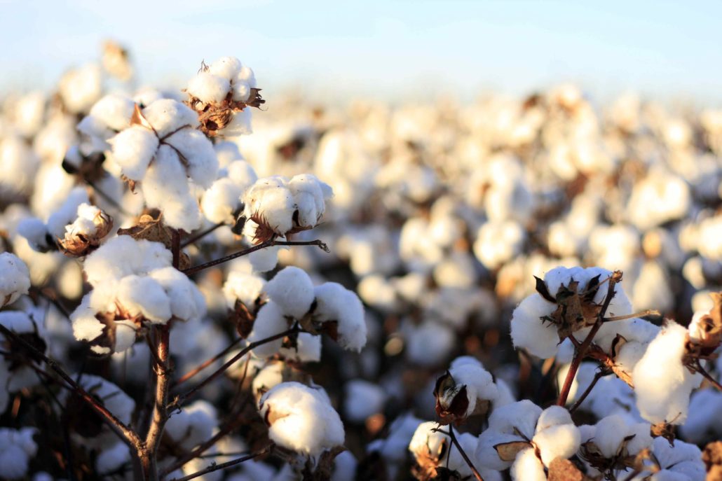 Ethiopia approves environmental release of Bt cotton and grants special ...